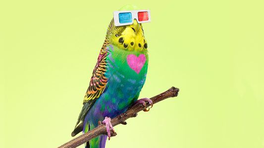 Nitter: A Lightweight Alternative Interface To Twitter - GreyCoder